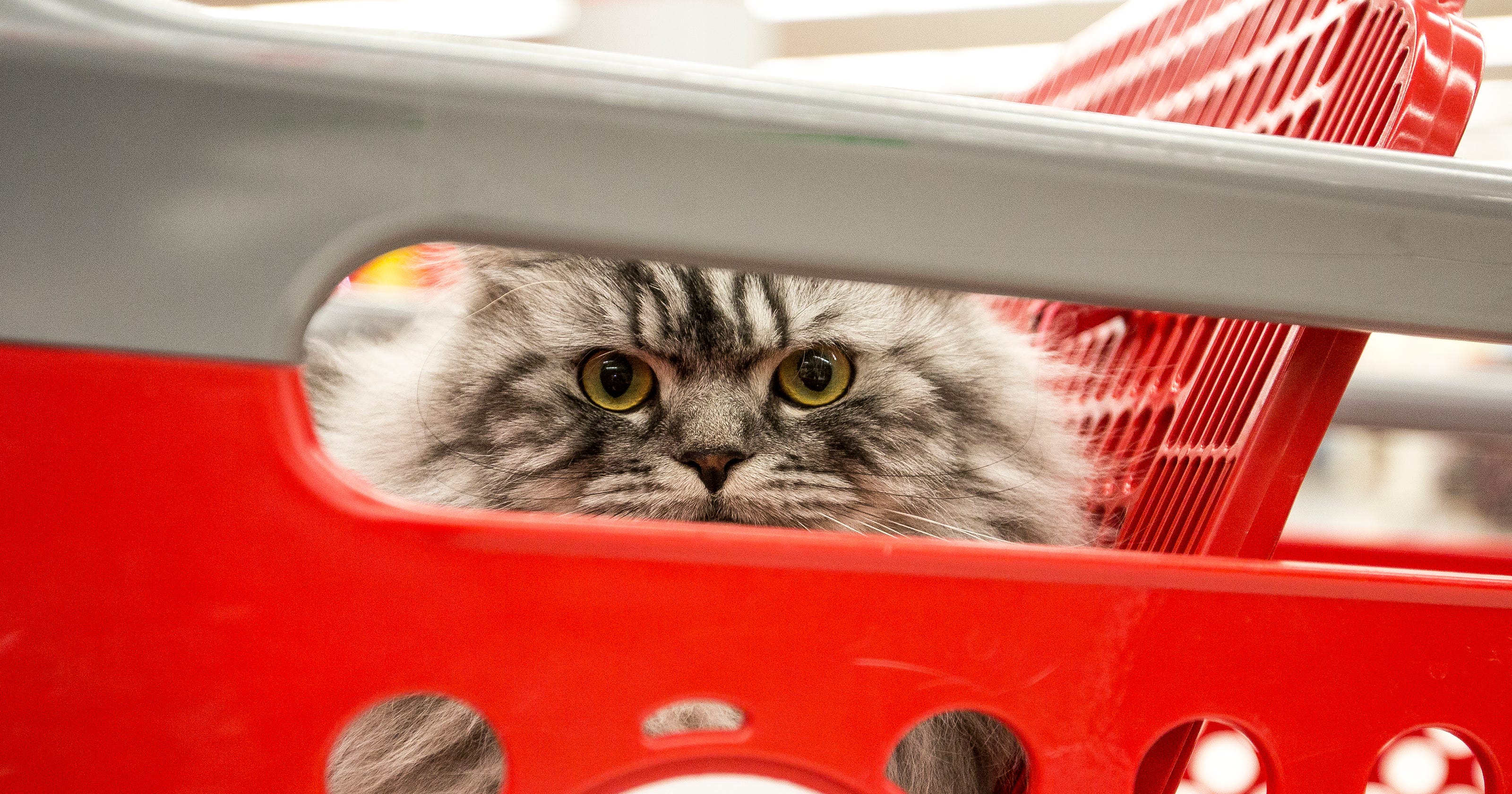 Target pet food ads feature Wisconsin longhair cat Moses