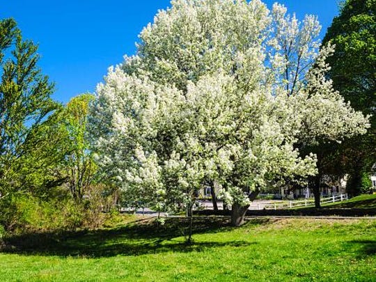 Bradford pear tree: Unwelcome sign, smell of Kentucky spring