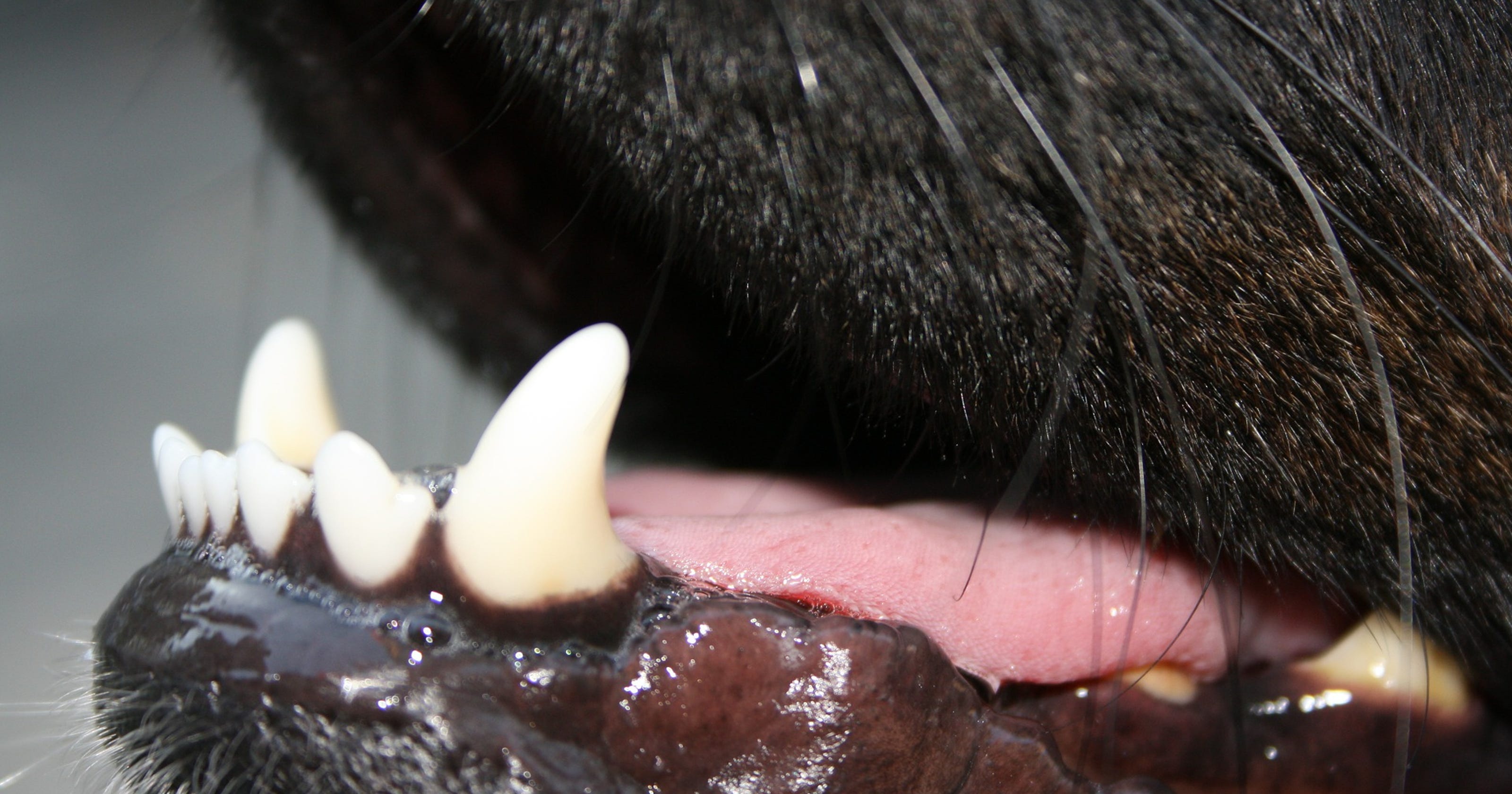 Dog bites: Pit bull, mixed breeds most likely to cause injury, Ohio ...