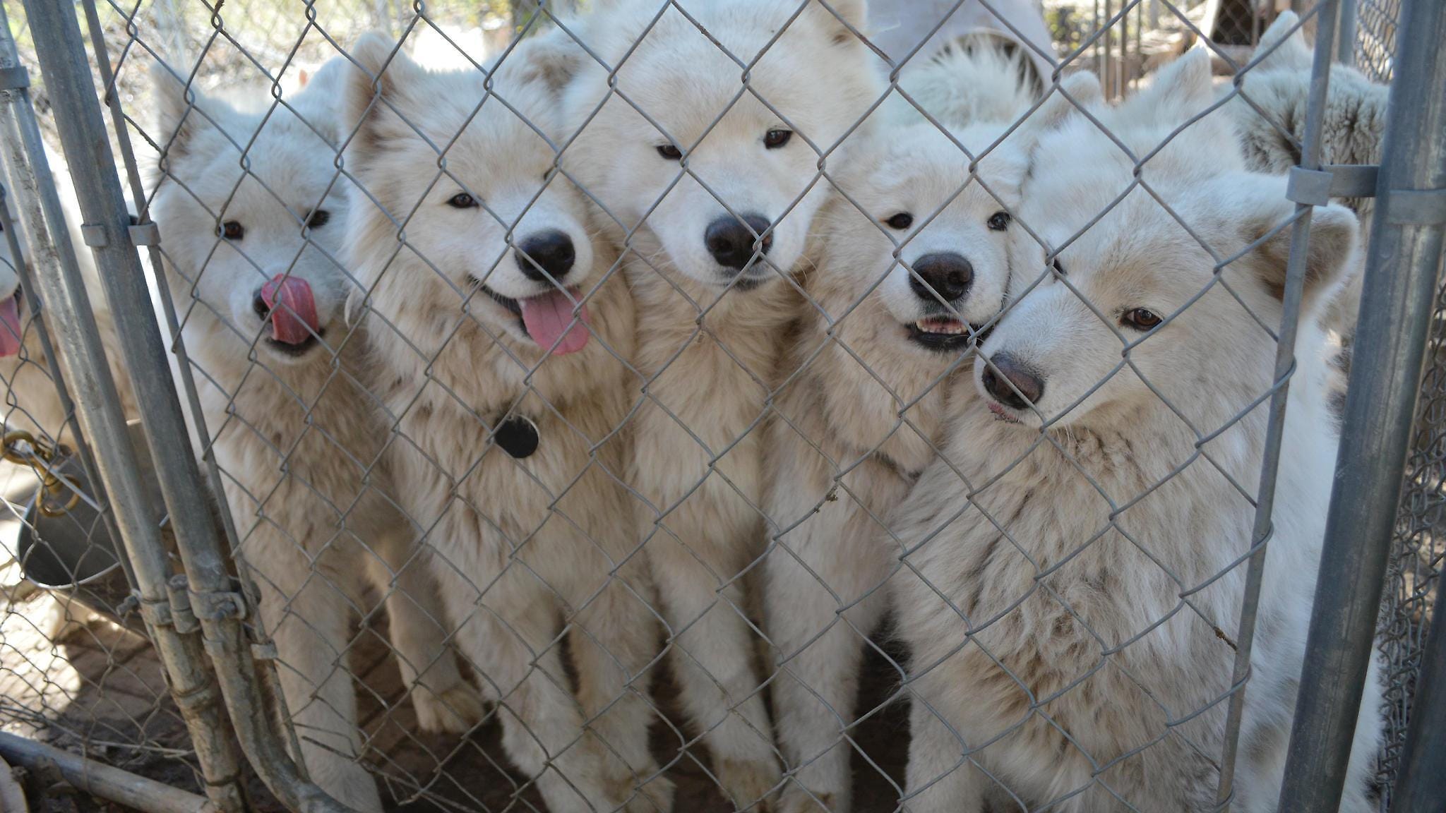 How Do They Test For Strep In Dogs