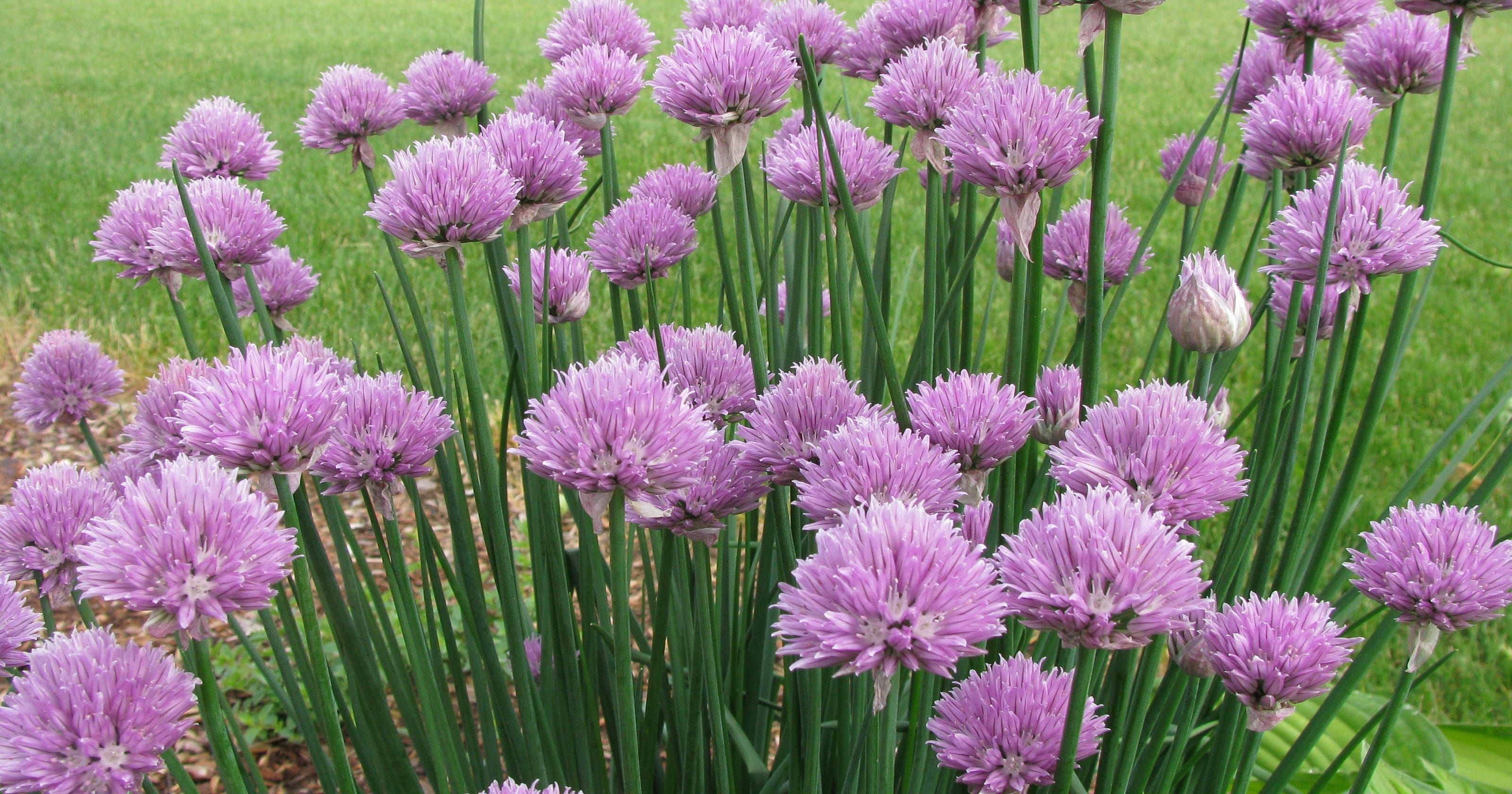 Chives are easy to grow, beautiful and healthy