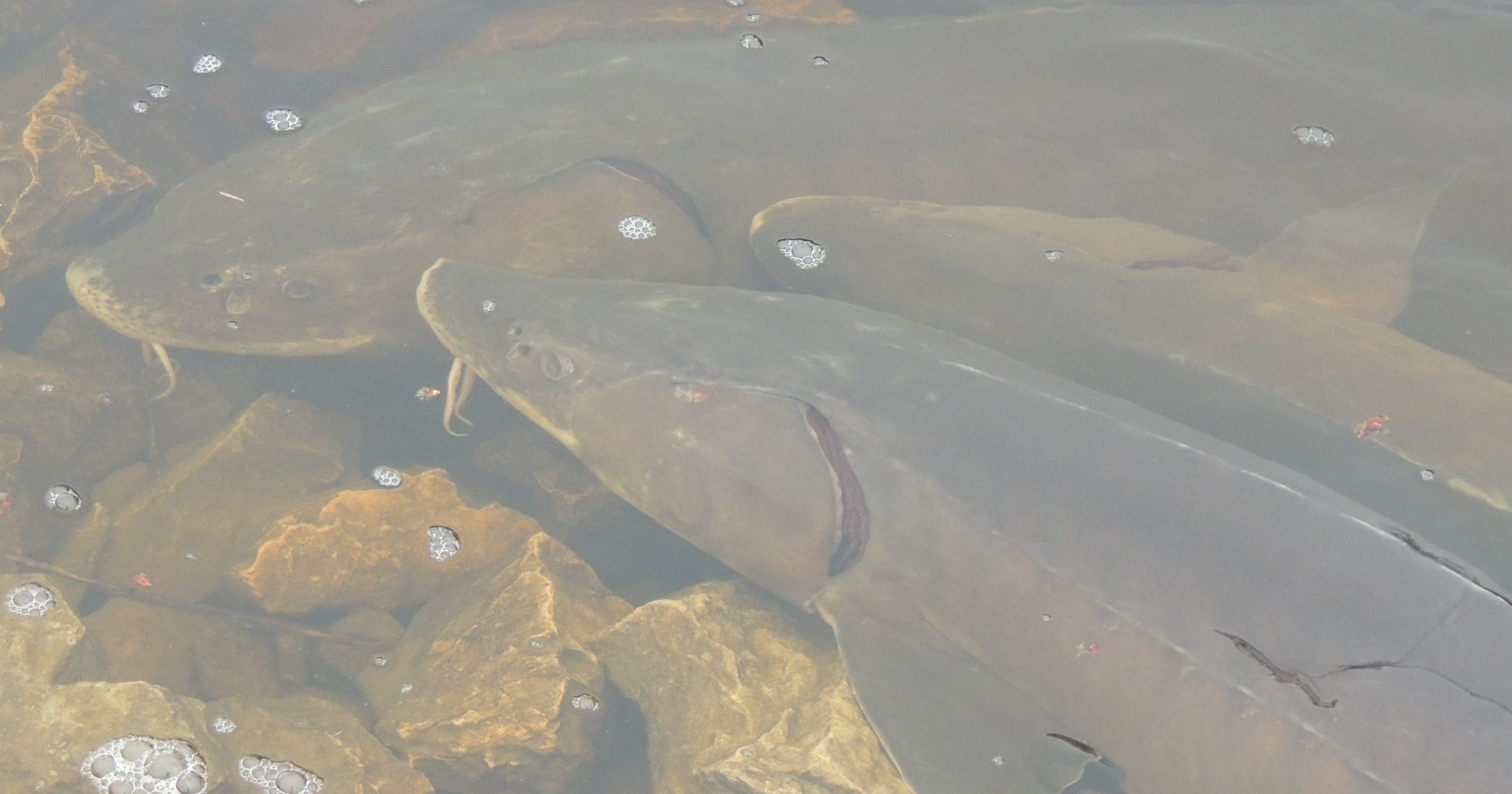 The Lake Winnebago Water Monster legend has ancient origins
