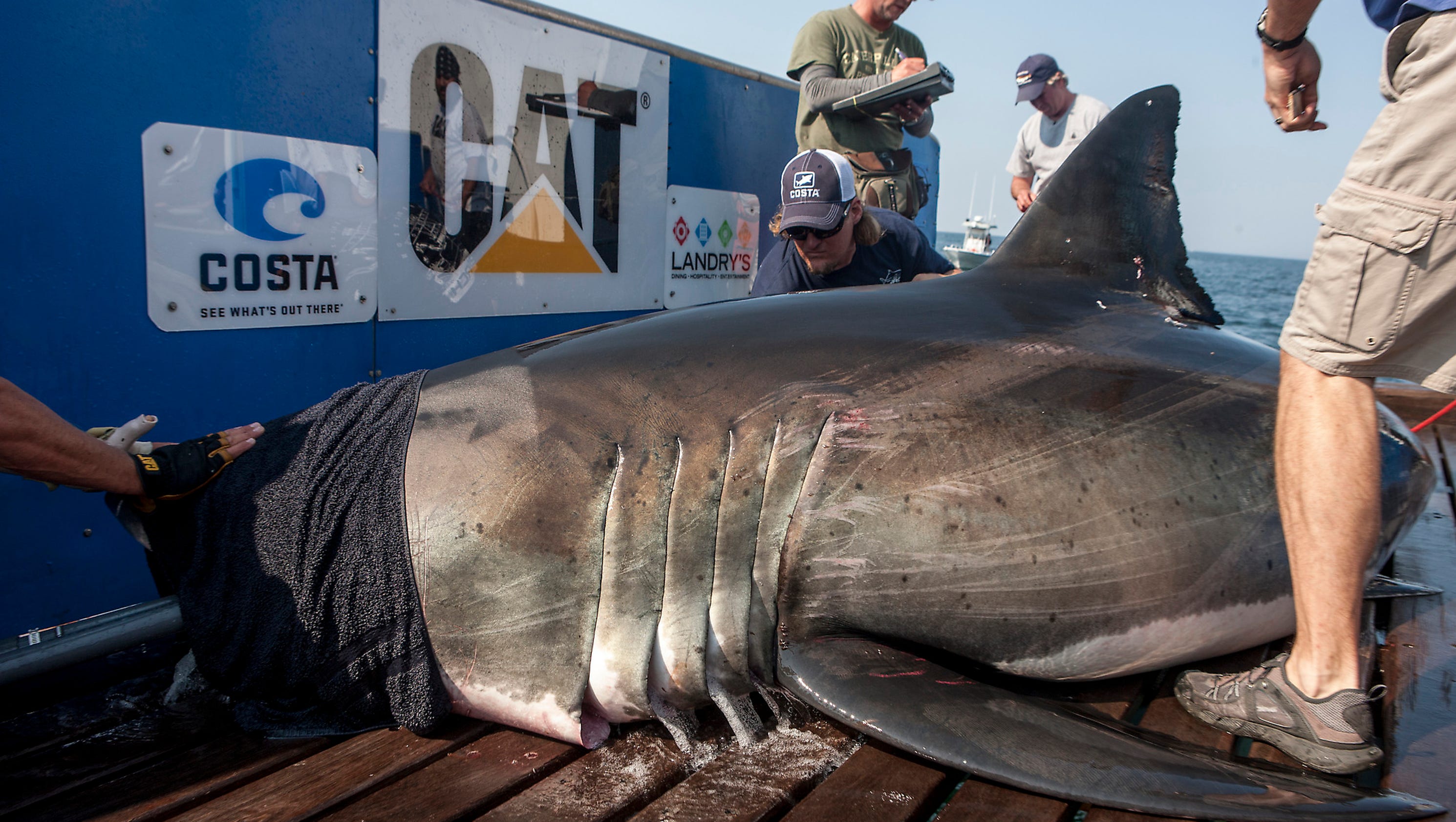 Is great white shark Katharine coming back to Treasure Coast? | Videos