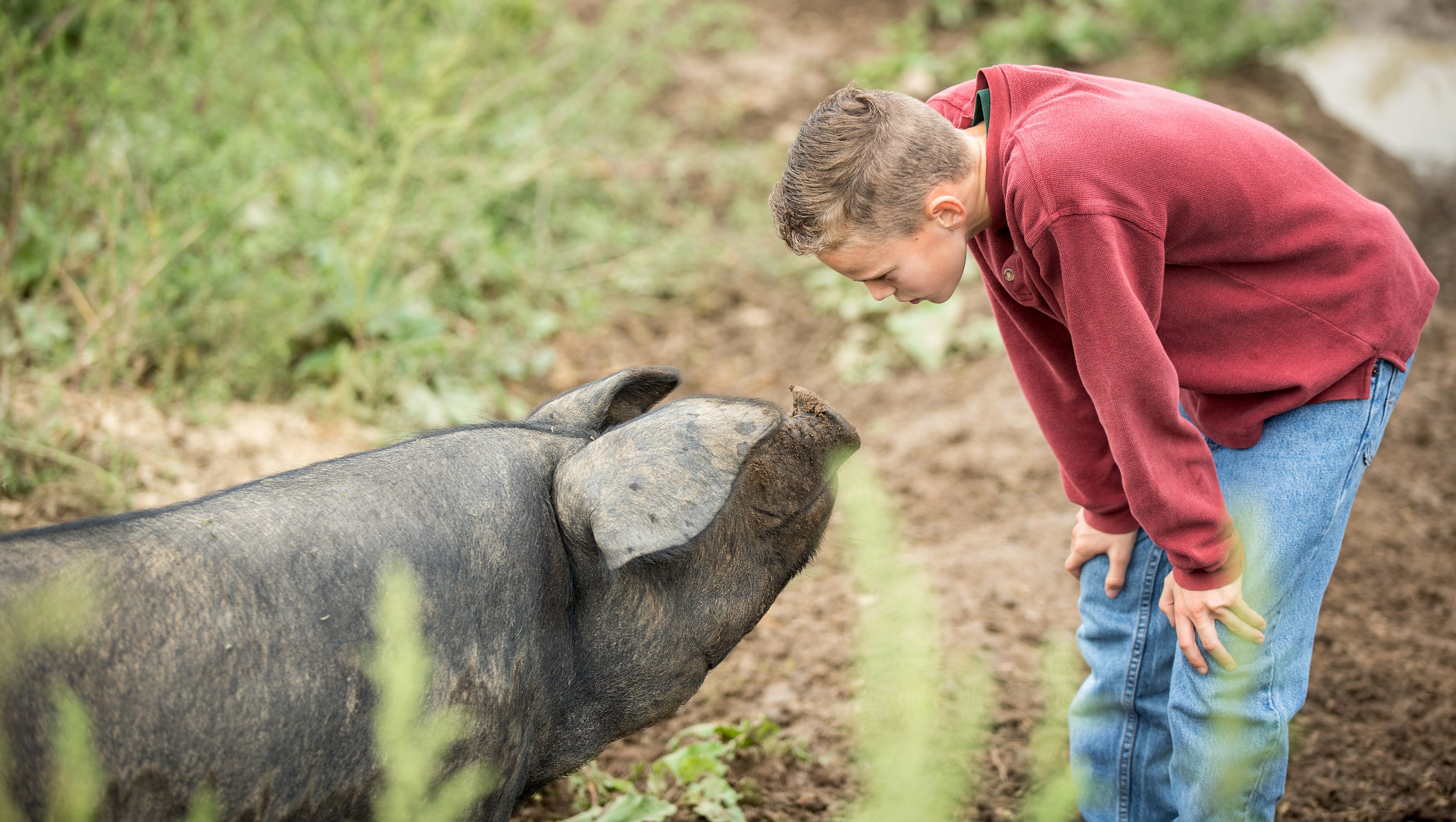 Today's consumers are hog wild for heritage pork