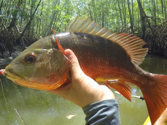 6 fish to catch in Cape Coral canals