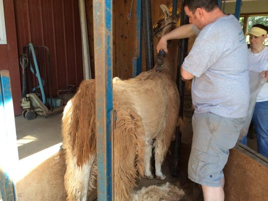 Llama shearing highlights strengths of fiber farm in Stockton