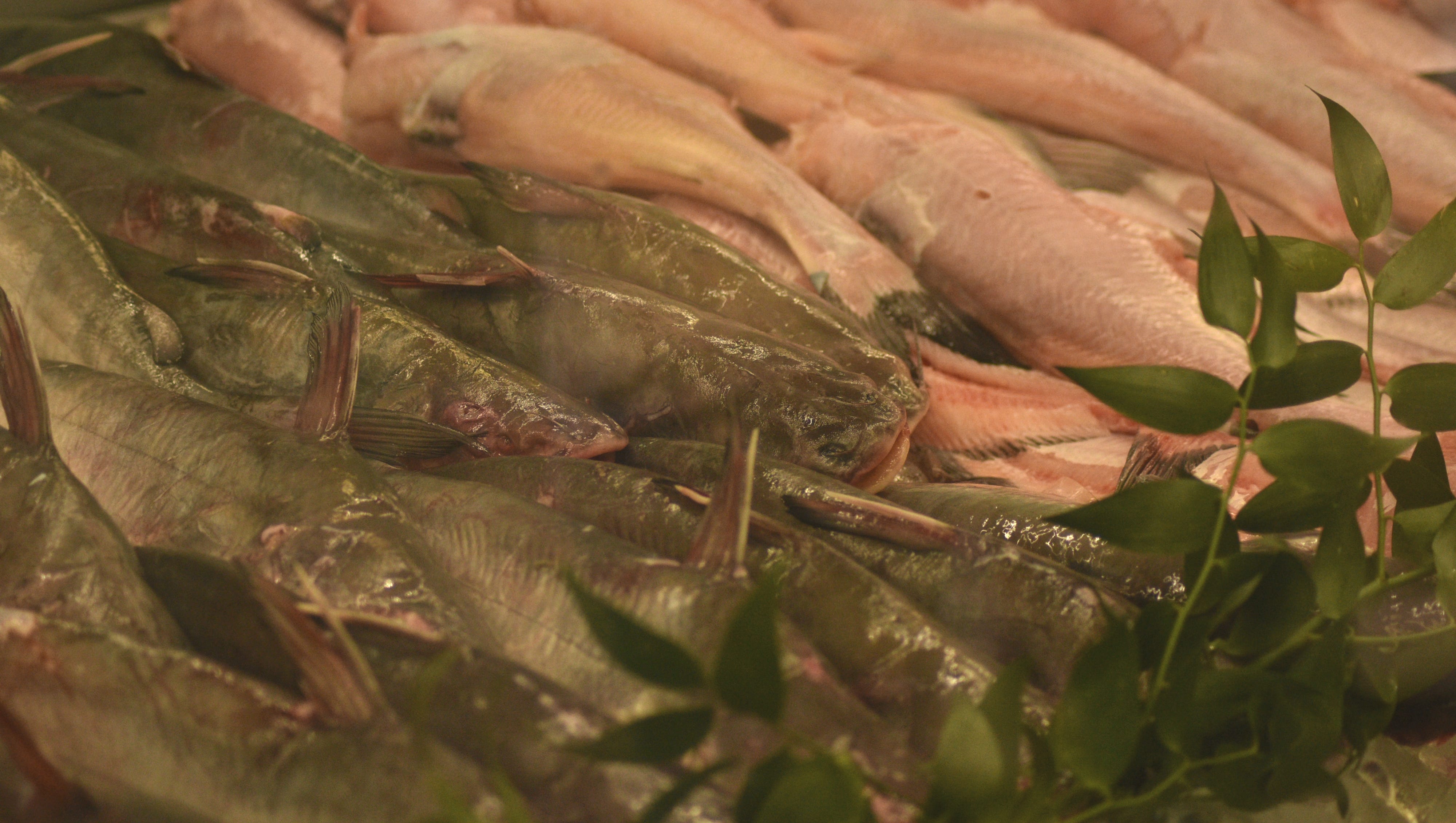 Free catfish for Predators fans going to Stanley Cup Final games