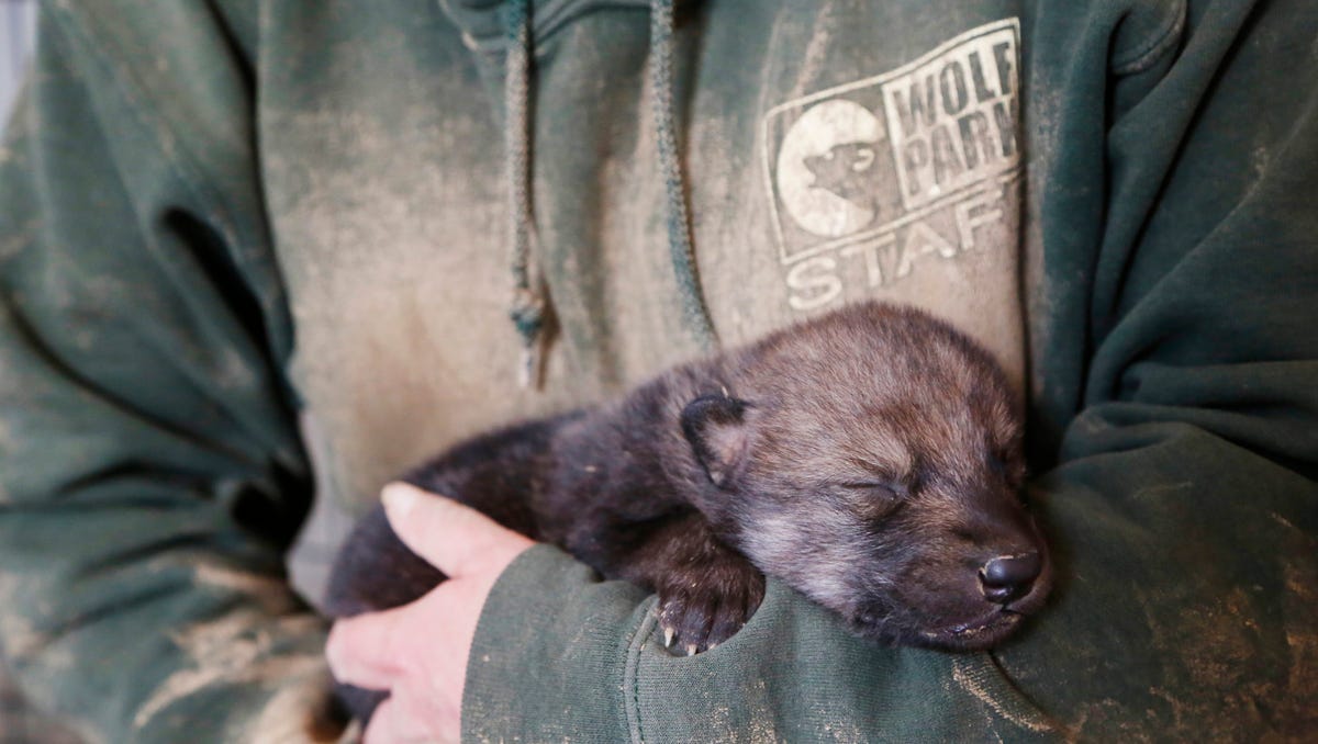 Newborn Black Wolf Pup