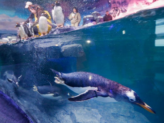 Antarctic Gentoo penguins arrive at WOW museum and aquarium