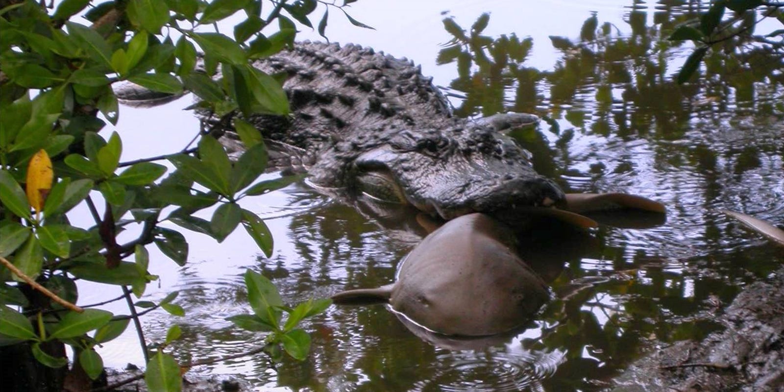 Sharks vs. gators: It's a bloodbath when they fight each other