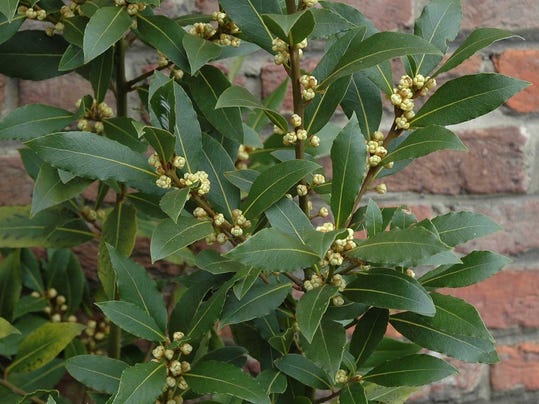 Meet the Saratoga Bay Laurel Tree