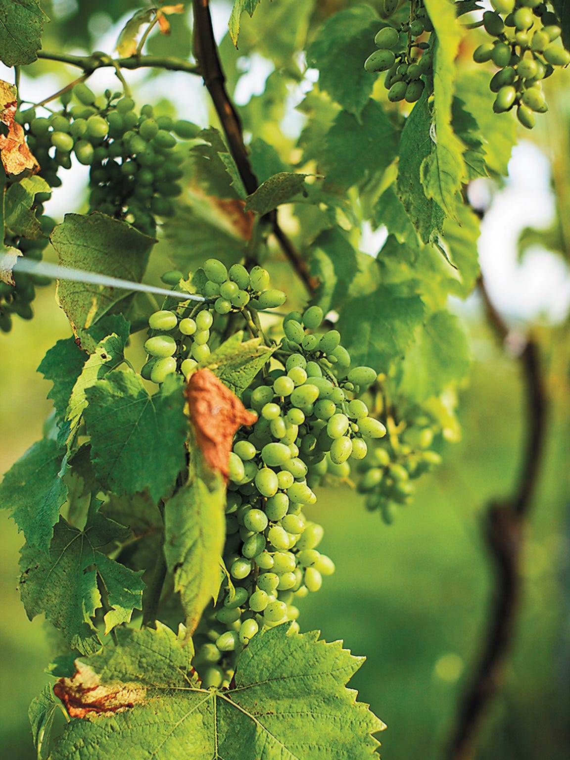 Wegmans' new orchard means even more organic produce