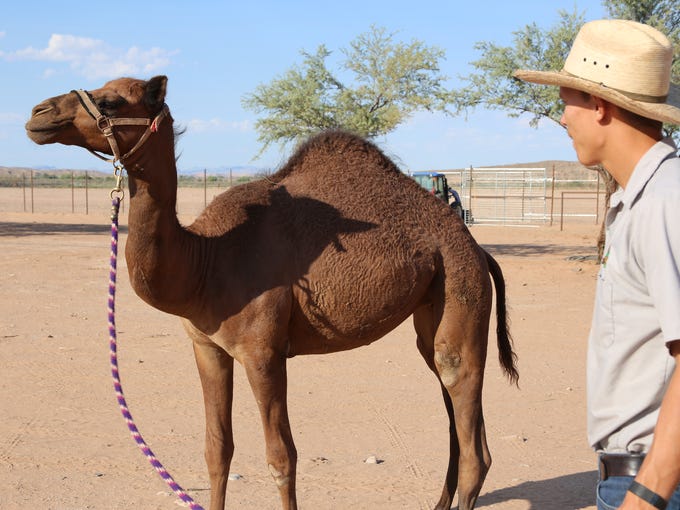 Camel Safari owner looks to expand offerings of Nevada attraction