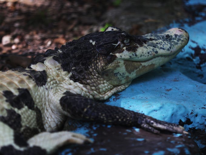 Young lion, 'calico' alligator new additions to zoo's collection