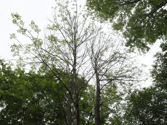 Emerald ash borer continues to decimate Wisconsin trees 10 years later