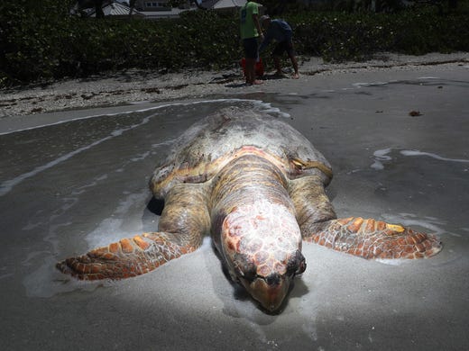 Sea turtles are dying in Fort Myers, Naples, Sarasota