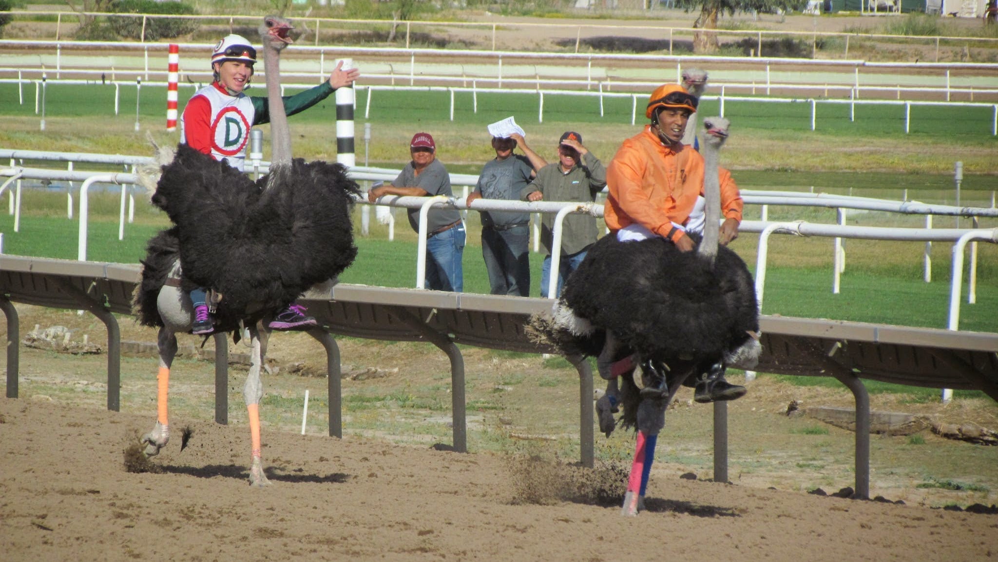 Ostrich Racing Saddle