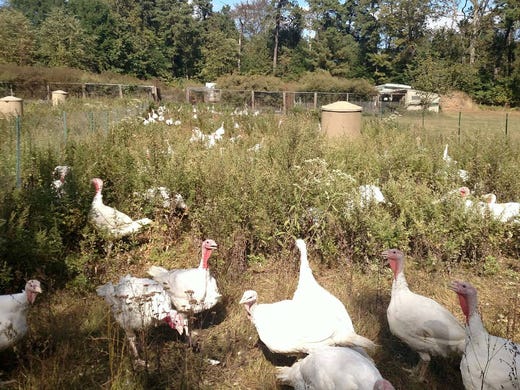 NJ turkey farms offer Thanksgiving with a local touch