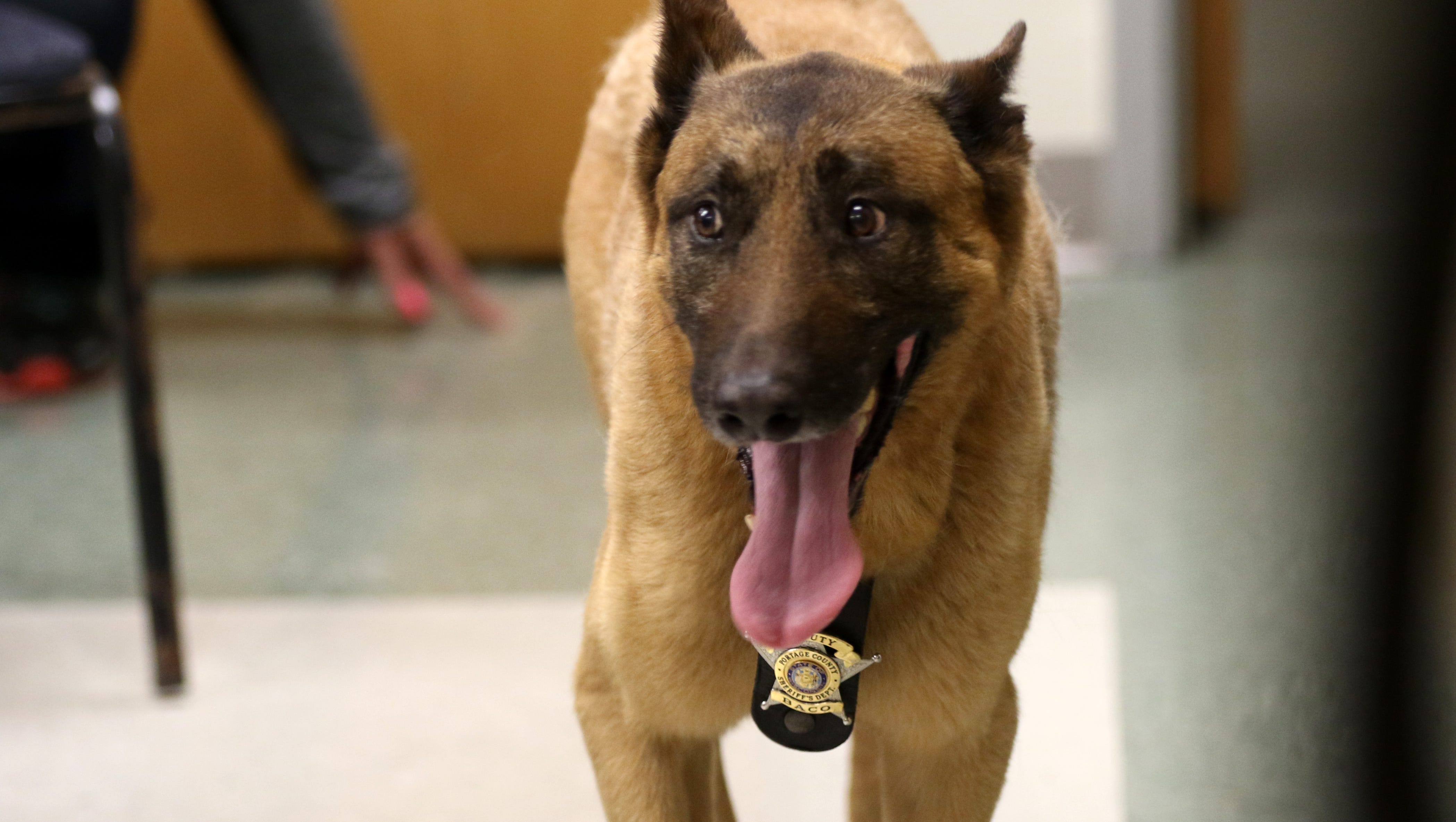 Lincoln County to get two police dogs