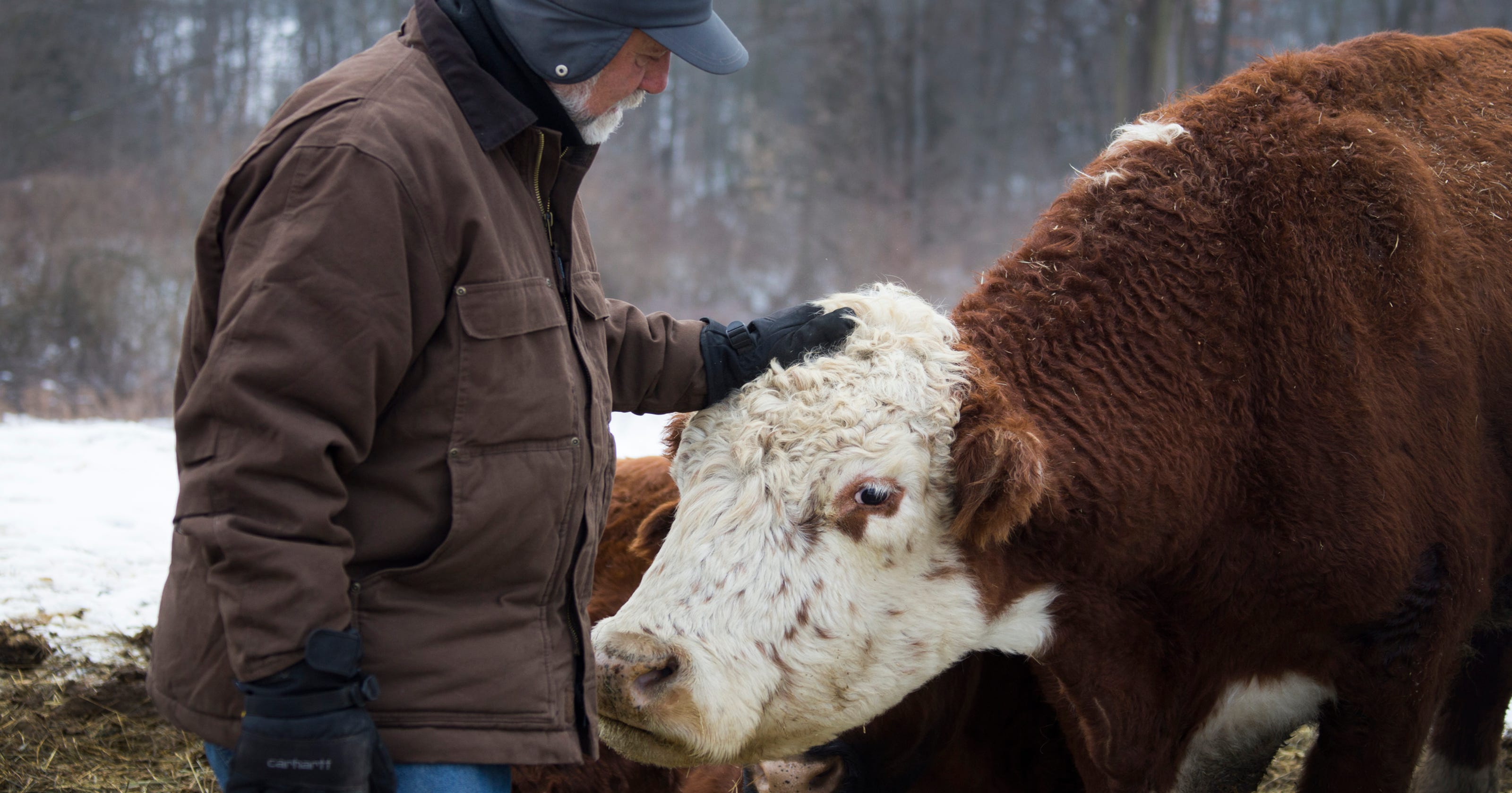 Detroit cow that escaped slaughter living life of luxury 14 years later
