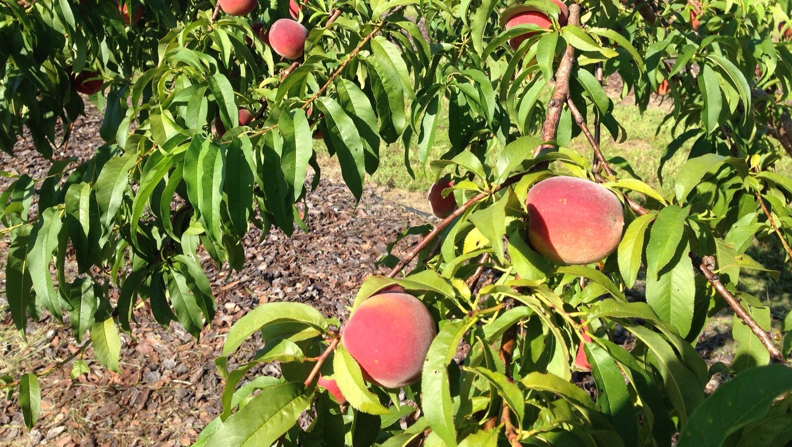 Fruity Florida: Pick your own peachy keen orchard