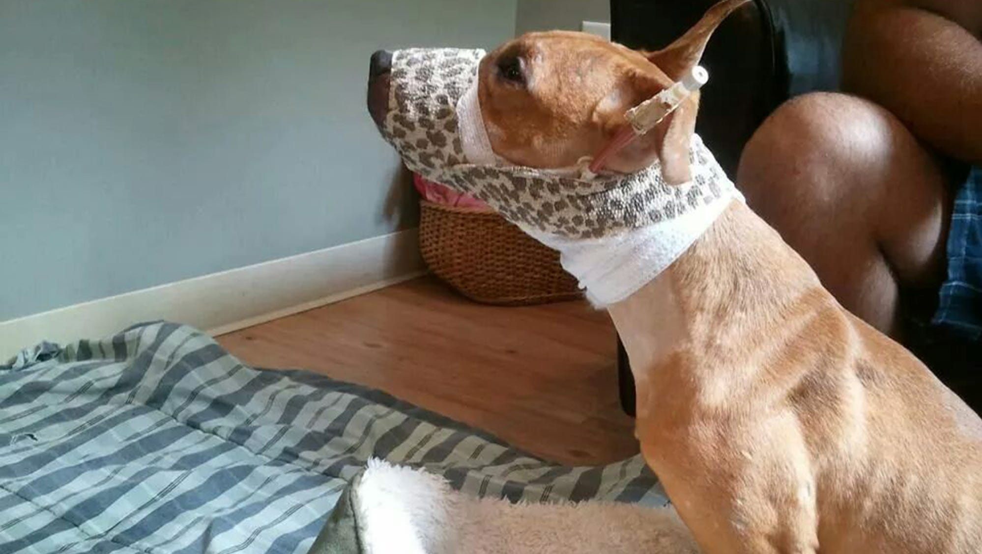 What Is A Bait Dog Used For In Dog Fighting