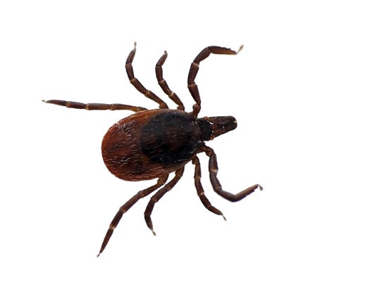 More ticks in Indiana could mean more Lyme disease