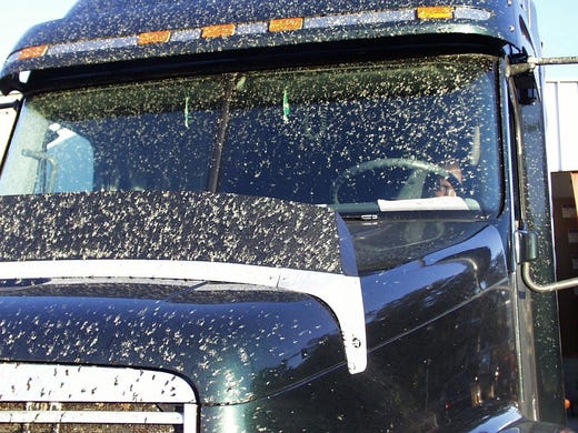 Lovebug 'season' is on in Florida