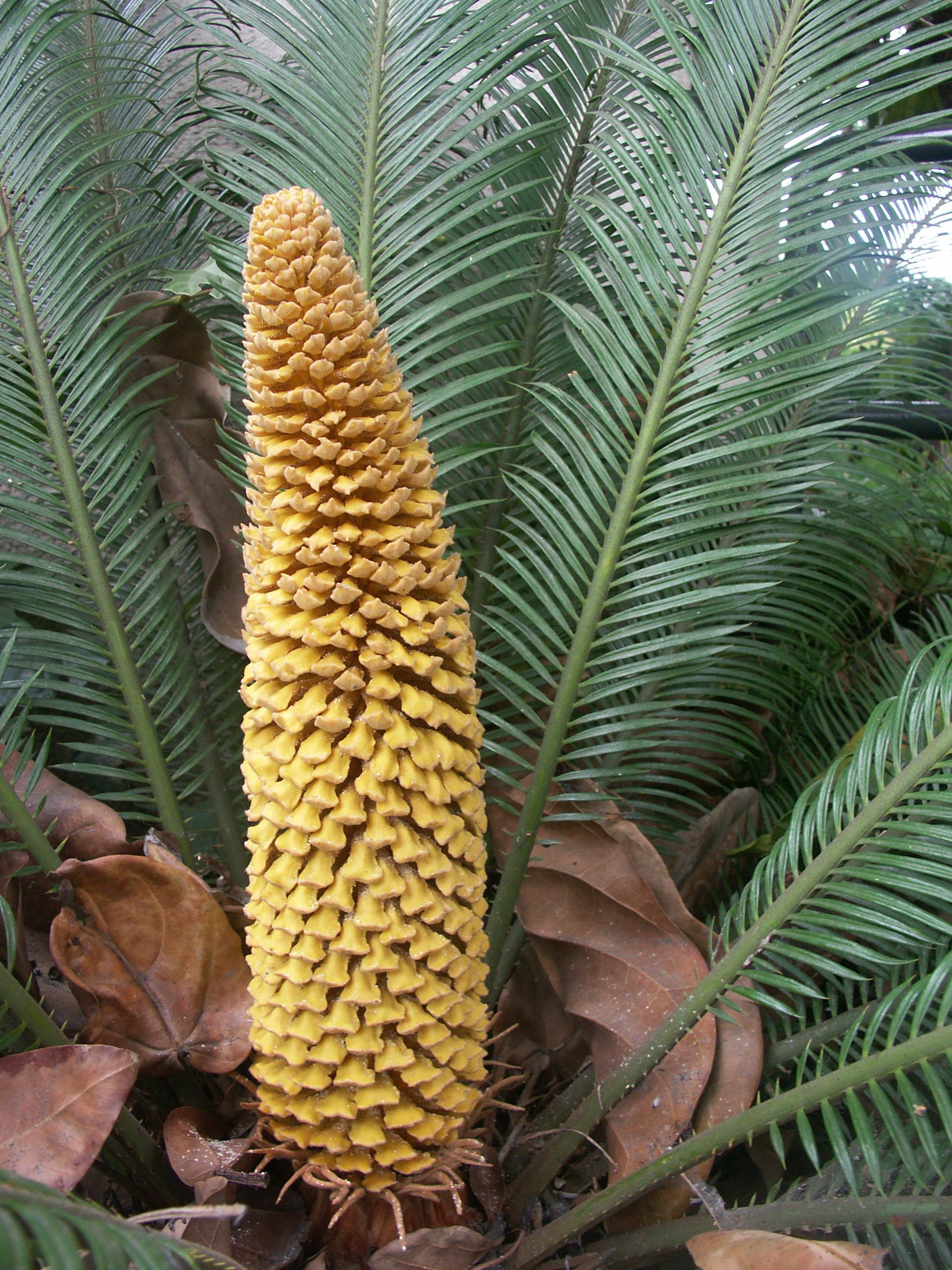 The cycad: a living fossil