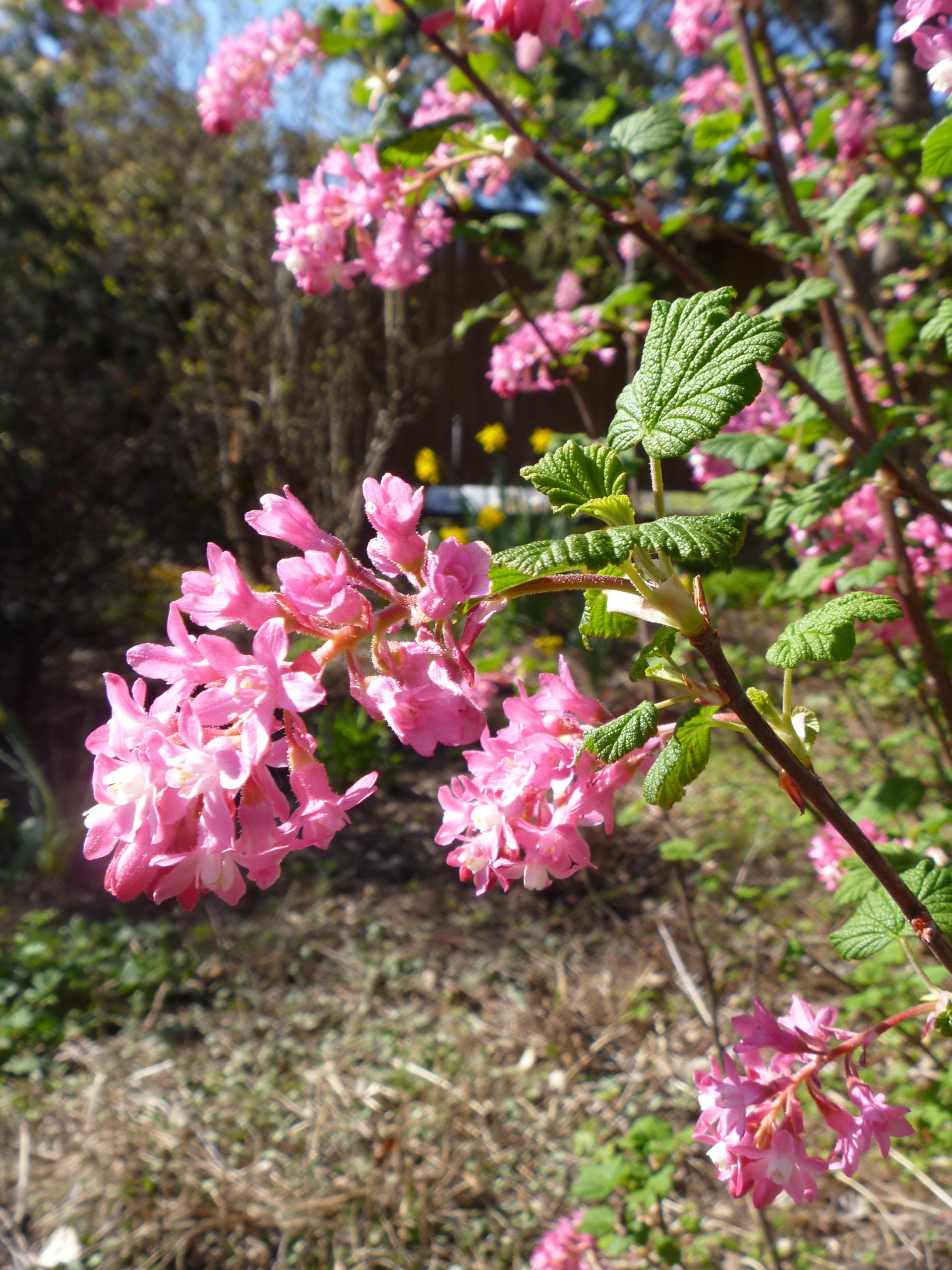 Create a year-round native garden