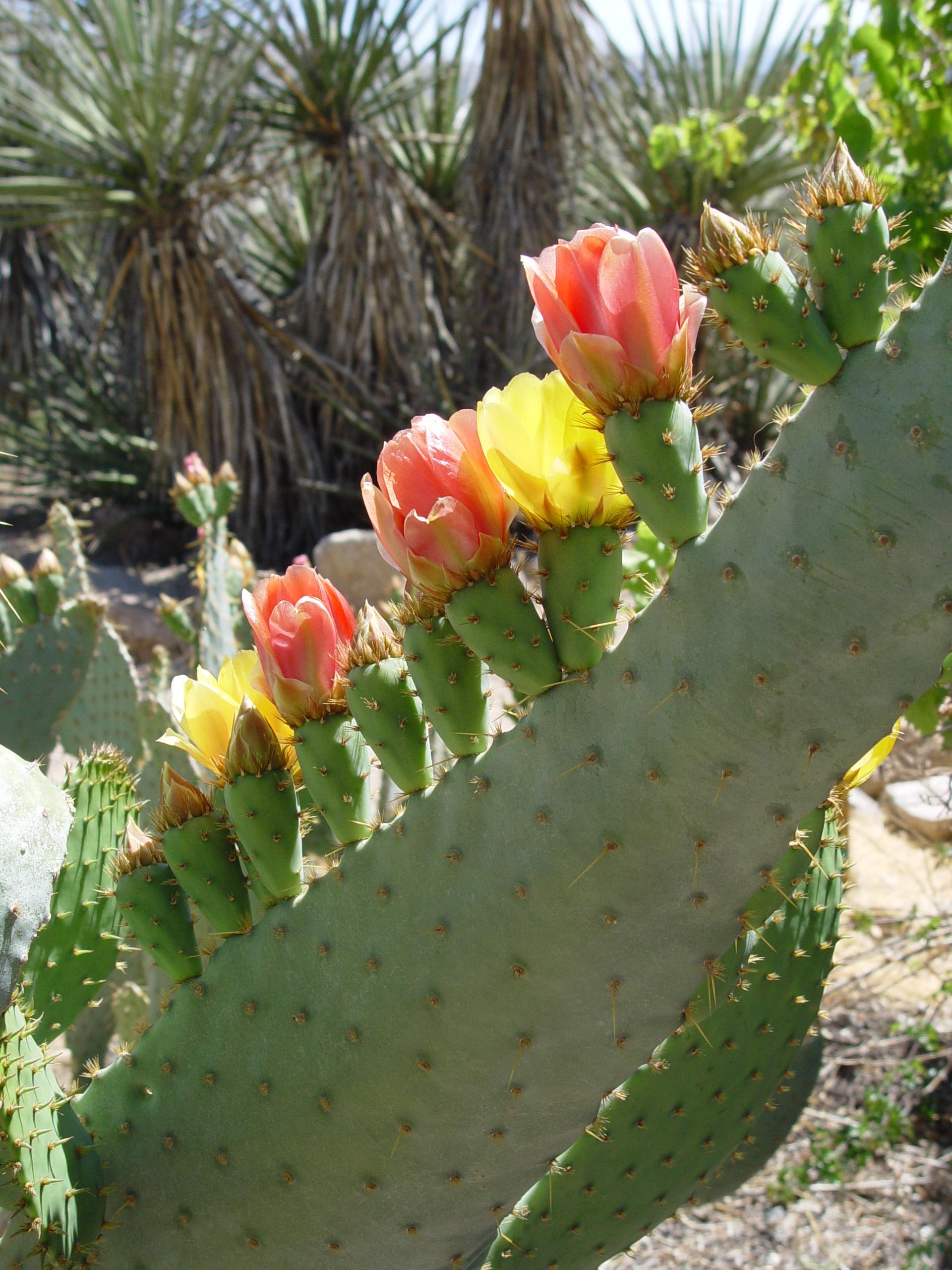Prickly Pear Flower