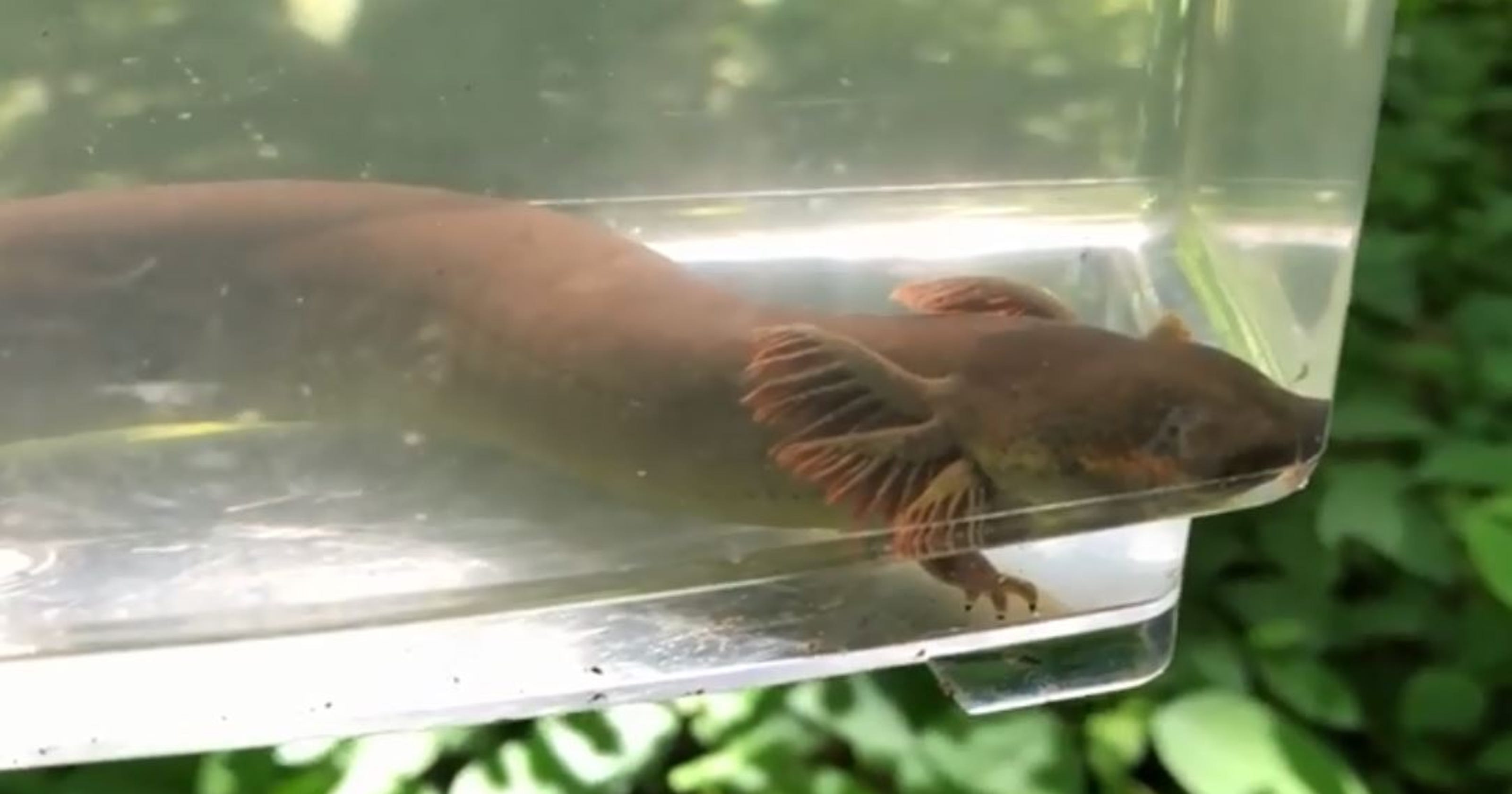 What you should know about the lesser siren, an eel-like creature