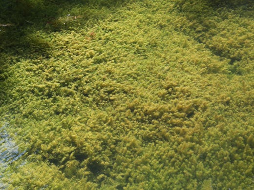 Hydrilla invades Hudson estuary