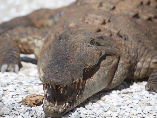 Rare American crocodiles living on Sanibel, Cape Coral