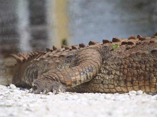 Killer Nile crocodiles in Florida? Experts say it's possible