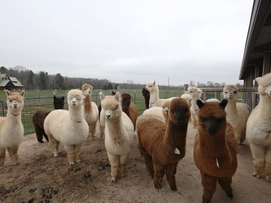 Raising alpacas in America's Dairyland