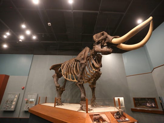 Submerged mastodon may provide clues to ancient mysteries