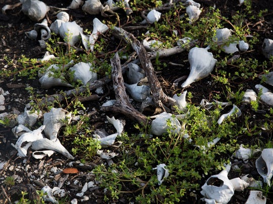 Historical 9.6 acres of Estero's Mound Key hits market for $2.9 million