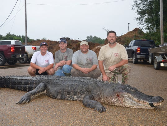 Massive alligator crushes state record