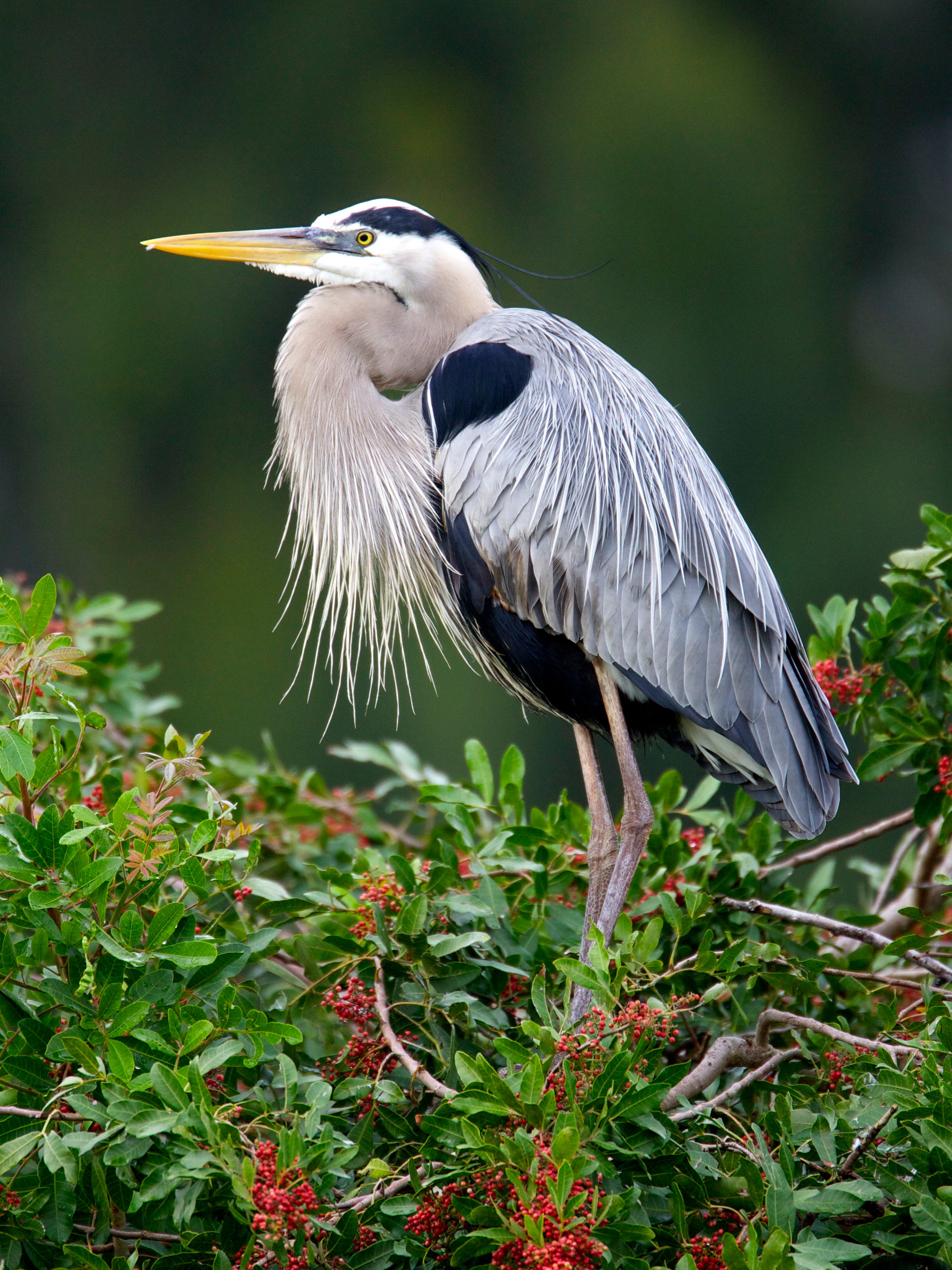 Invasive species: Floridians from spearfishers to scientists fight back