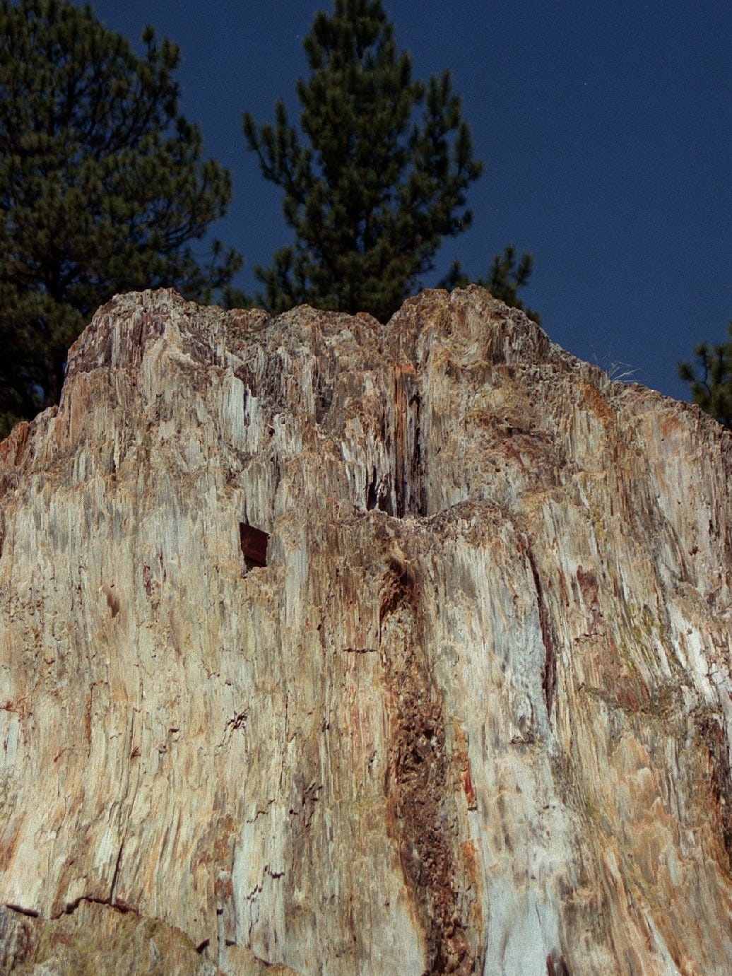 Colorado’s only remaining giant redwood forest found here