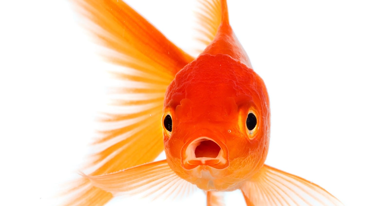 Goldfish taught to drive by scientists studying navigation patterns Goldfish taught to drive by scientists studying navigation patterns