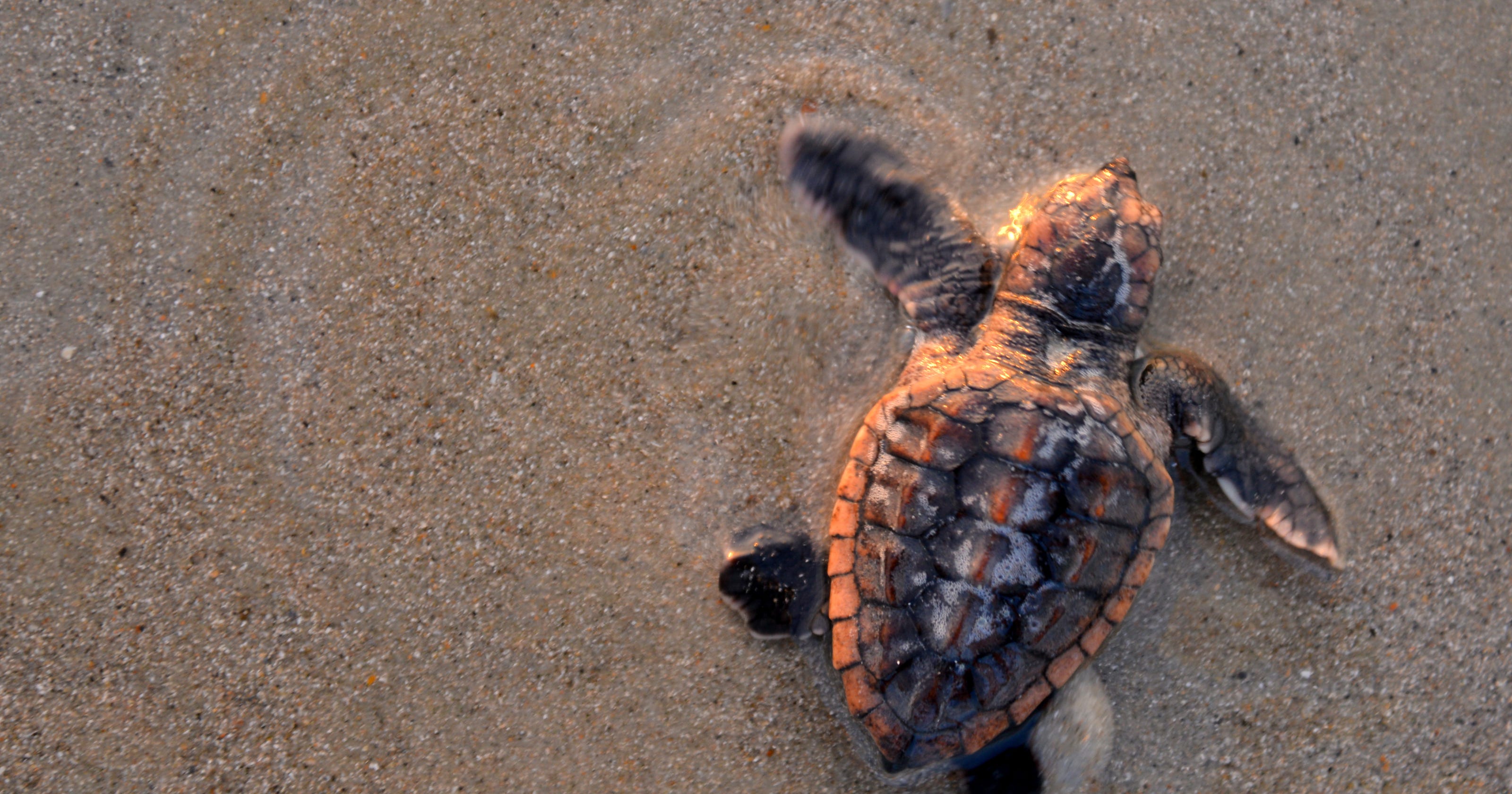 After Hurricane Dorian, call sea turtle preservation society for ...