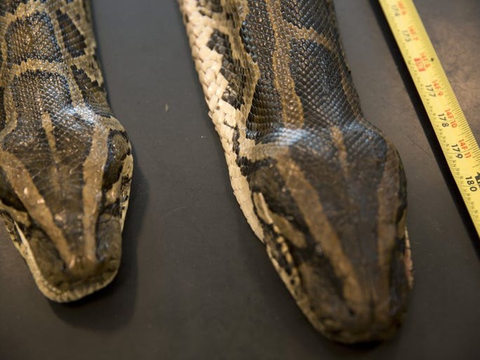 Big Pythons!