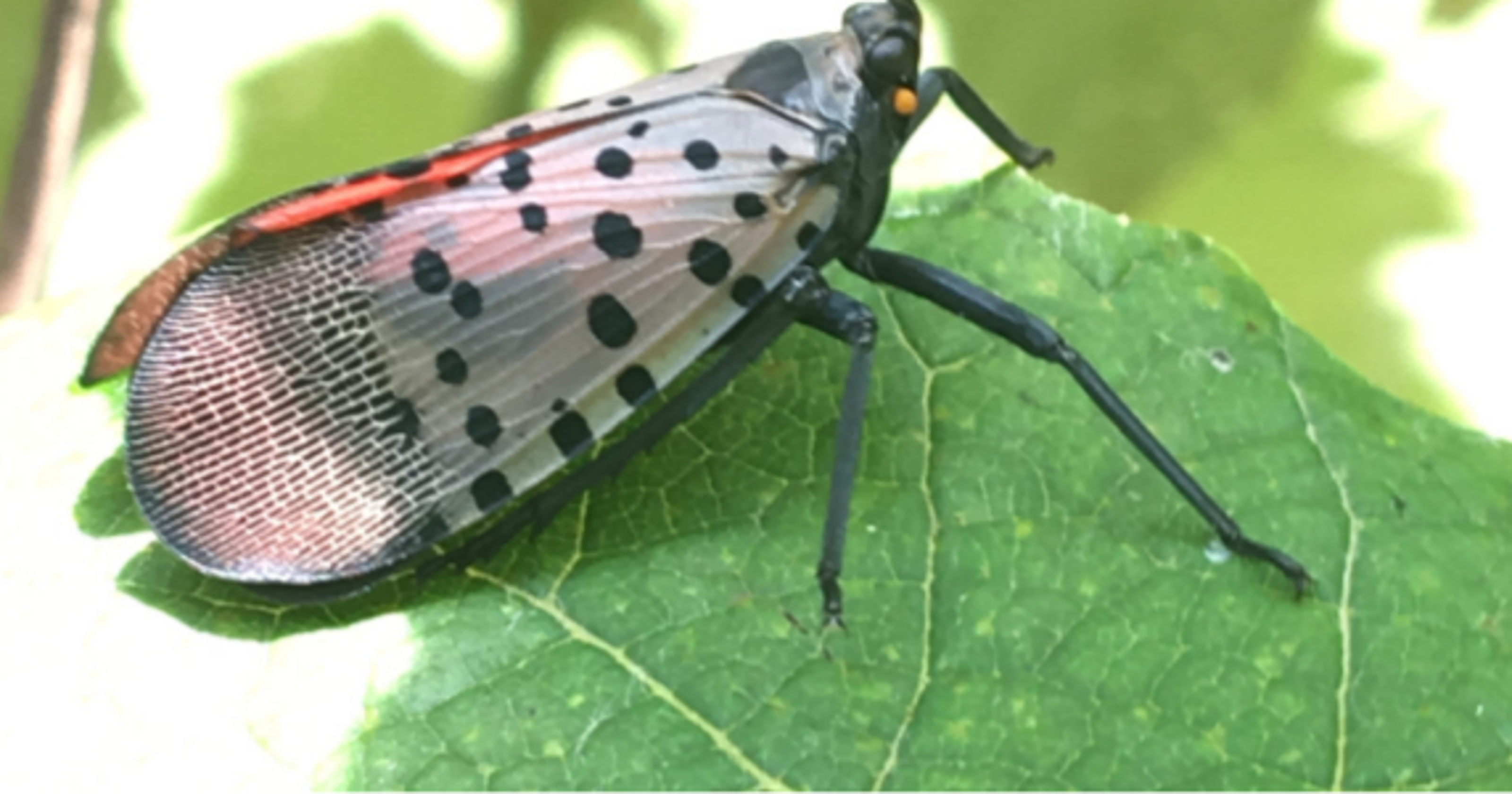 Check for spotted lanternfly if you live in these 11 Delaware ZIP codes