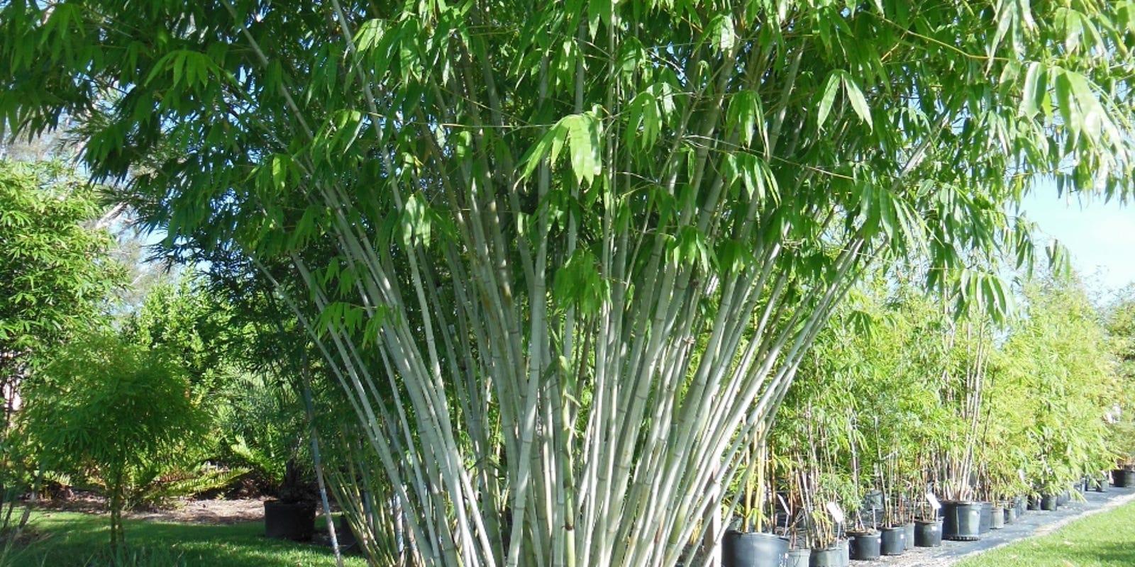 Tip Clumping Bamboo Useful In Landscape
