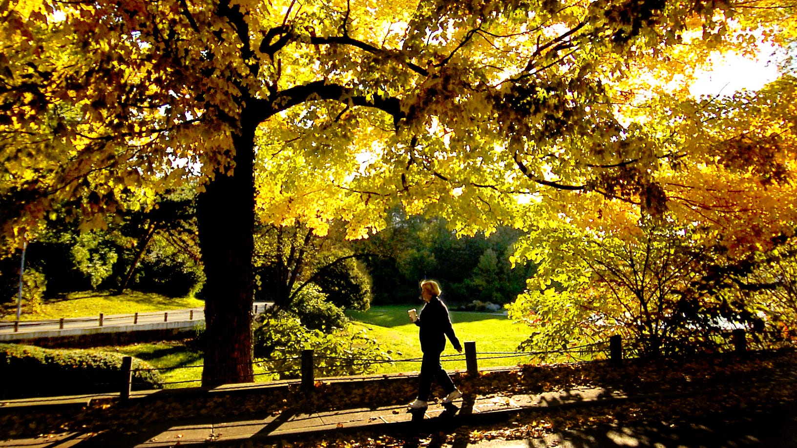Peak fall colors expected for Cincinnati in late October