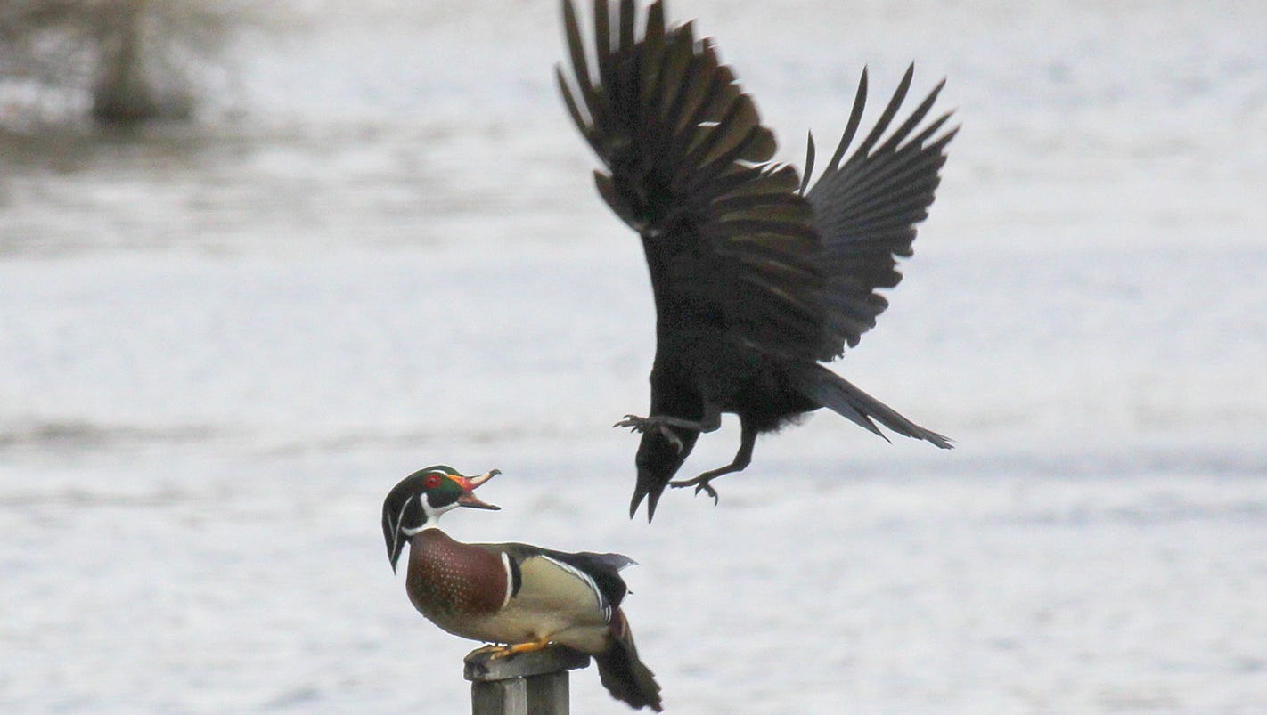 The Bird Watcher: Tips for taking great photos