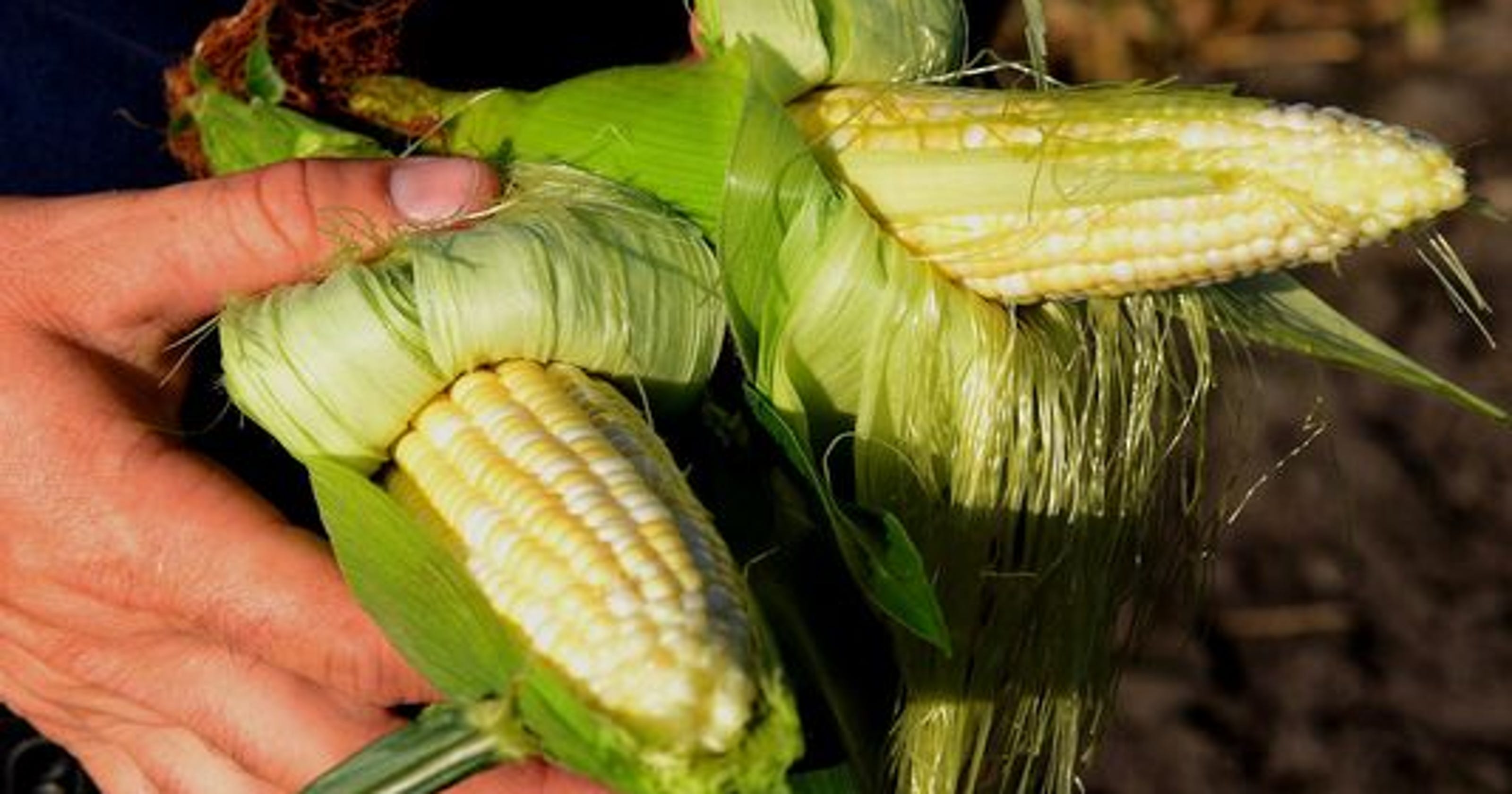 Like candy on a cob: Michigan sweet corn is ready
