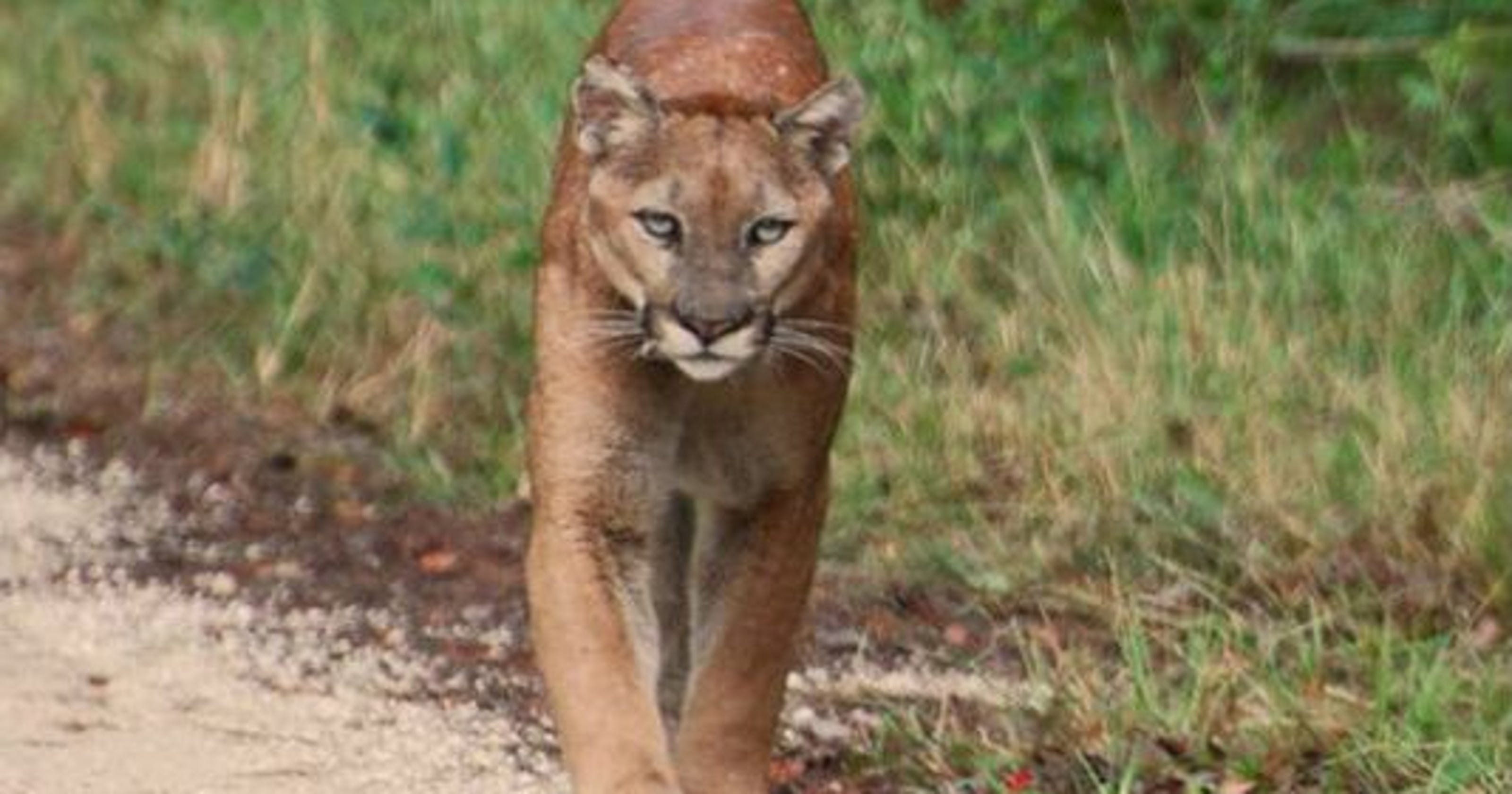 Another dead panther reported, total up to 27